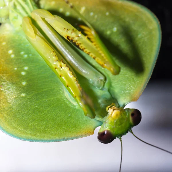 Choeradodis rhombicollis or hooded mantis Stock Photo by ©wollertz ...