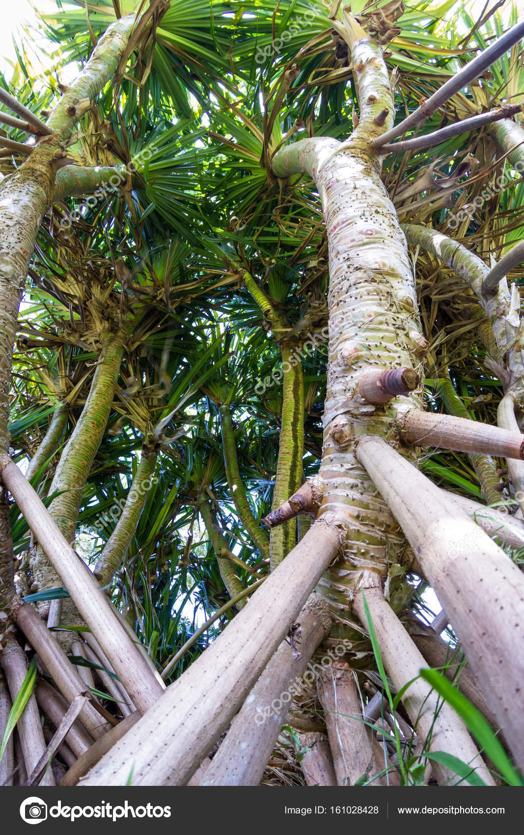 Tropical trees with shallow roots Stock Photo by ©wollertz 161028428