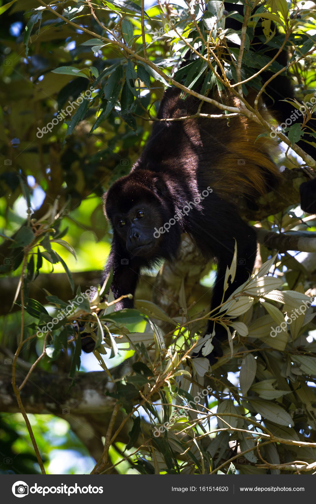 Howler monkey in the trees — Stock Photo © wollertz #161514620