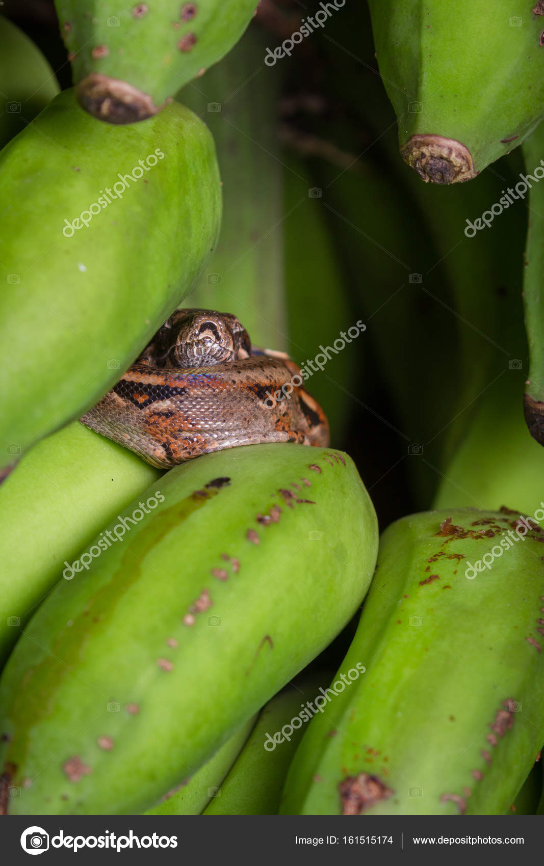 Small boa constrictor Stock Photo by ©wollertz 161515174