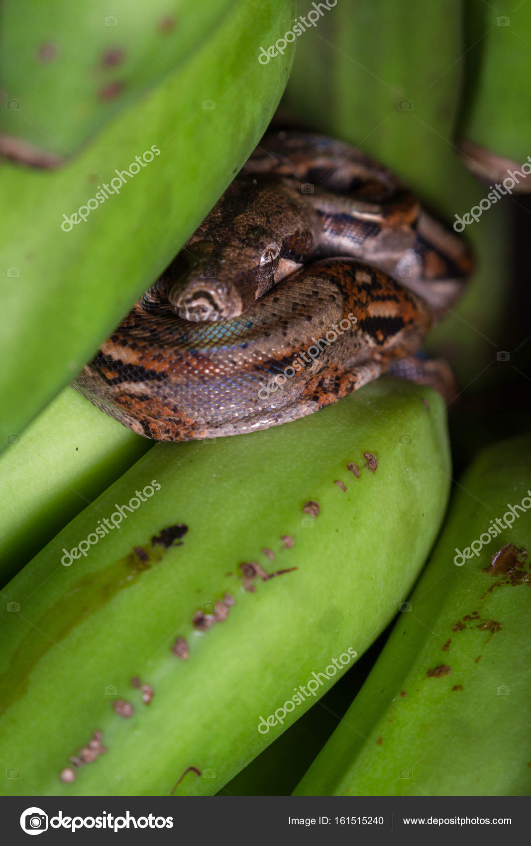 Small boa constrictor Stock Photo by ©wollertz 161515240