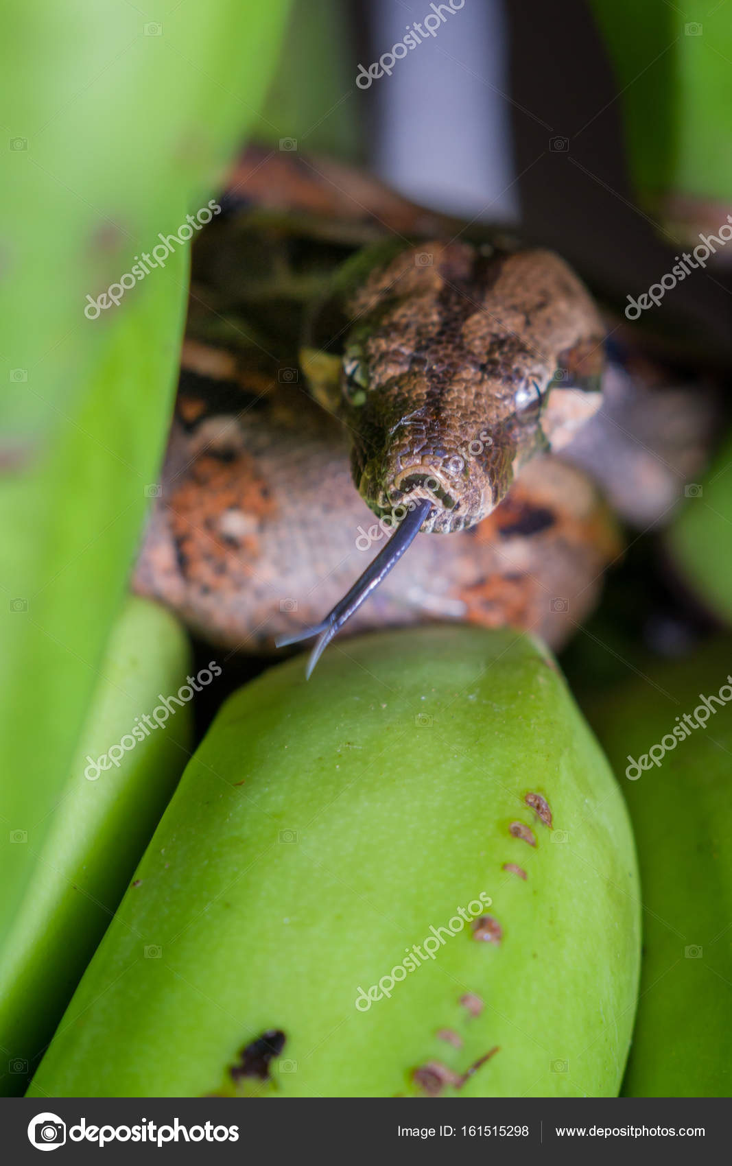 Small boa constrictor Stock Photo by ©wollertz 161515298