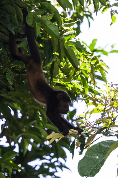 Photos de singes stok fotoğraflar | Photos de singes telifsiz resimler ...