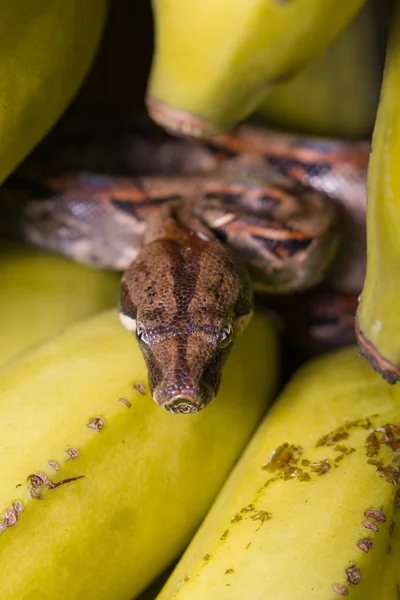 3,735 Boa constrictor Stock Photos | Free & Royalty-free Boa ...