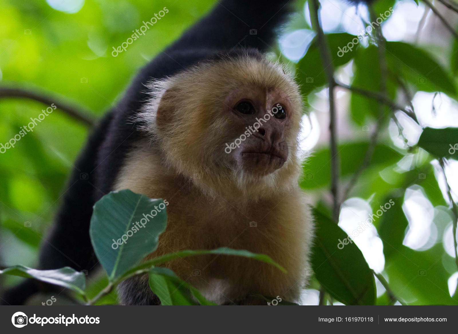 Capuchinhos de cabeça branca - Cebus capucinus — Fotografias de Stock ...