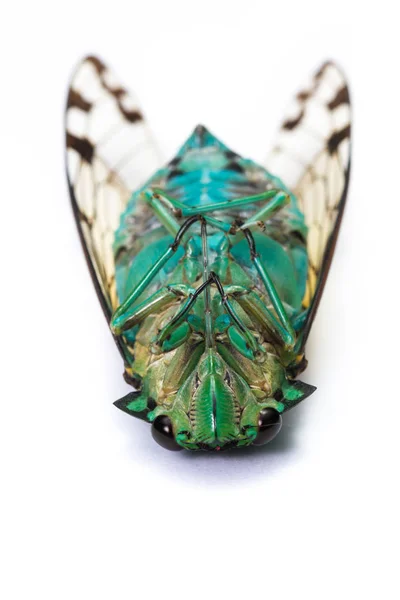 True bug Stock Photos, Royalty Free True bug Images | Depositphotos®