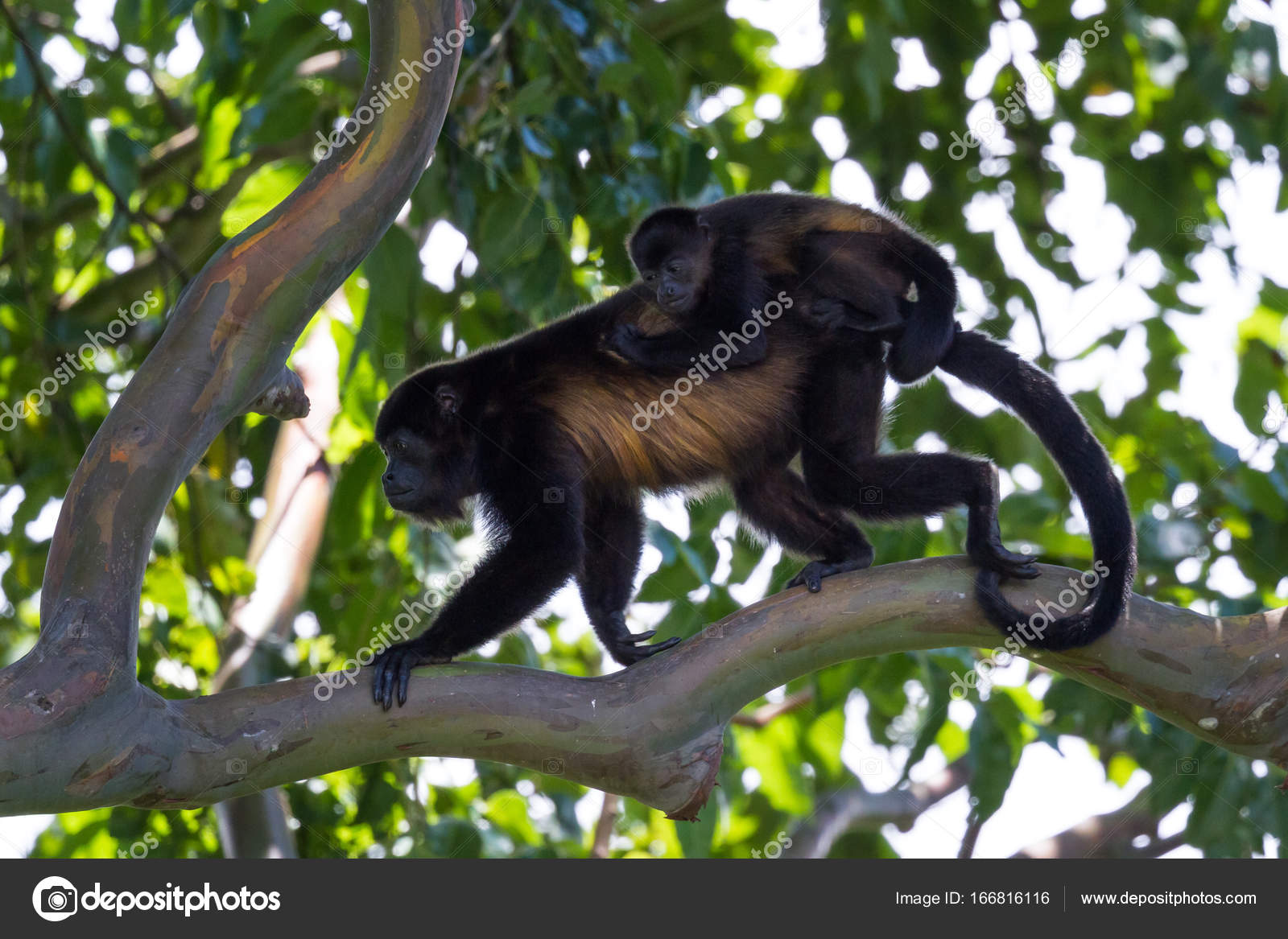 Monos aulladores en Costa Rica — Foto de stock #166816116 © wollertz