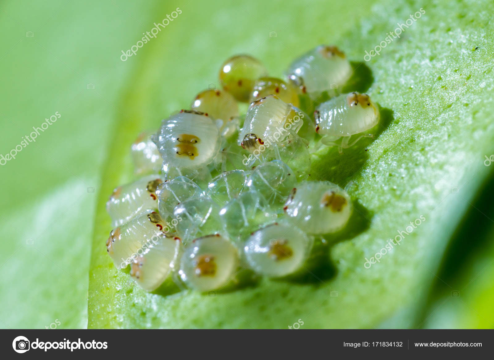 Spider mites macro — Stock Photo © wollertz #171834132