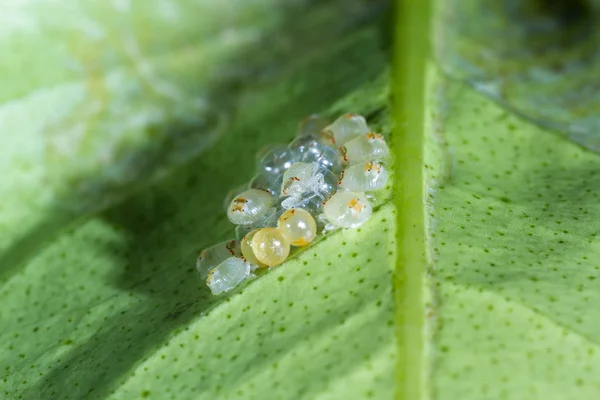 Spider mites macro — Stock Photo © wollertz #171834132