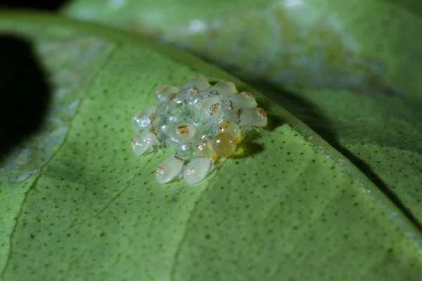 Spider mites macro — Stock Photo © wollertz #171834132