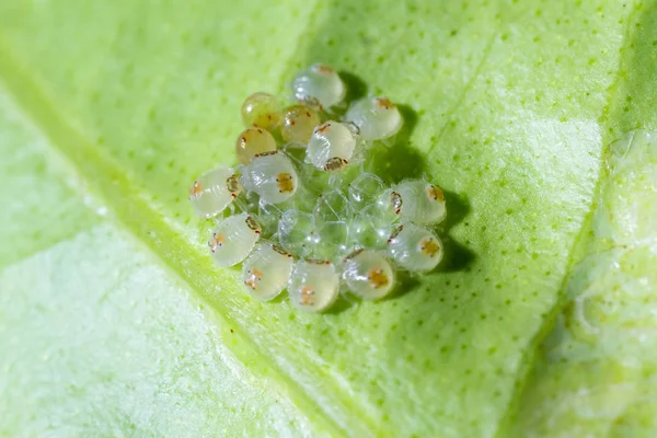 Spider mites macro — Stock Photo © wollertz #171834132