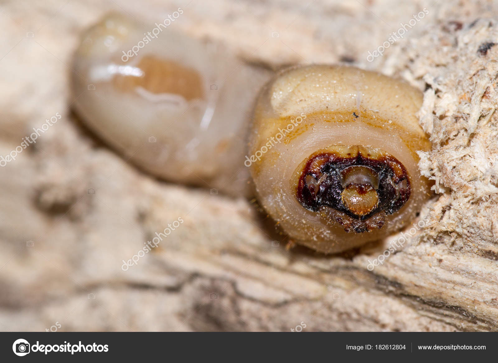 Round Headed Borer Larva Stock Photo by ©wollertz 182612804