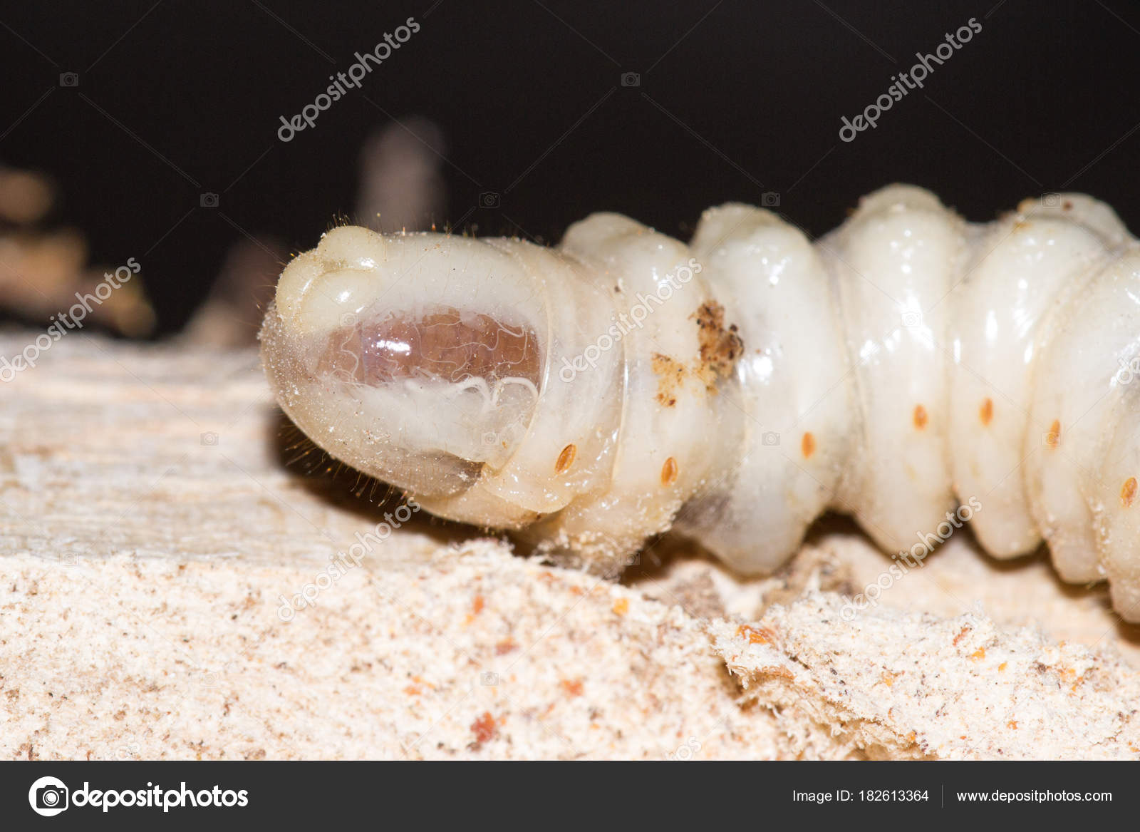 Round Headed Borer Larva Stock Photo by ©wollertz 182613364