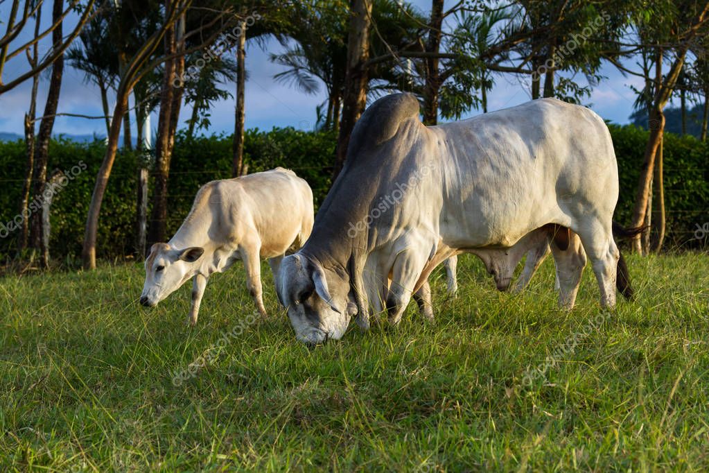 bovinos brahman - Bos Indicus 2025