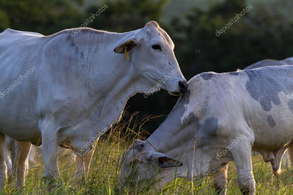 bovinos brahman - Bos Indicus 2024