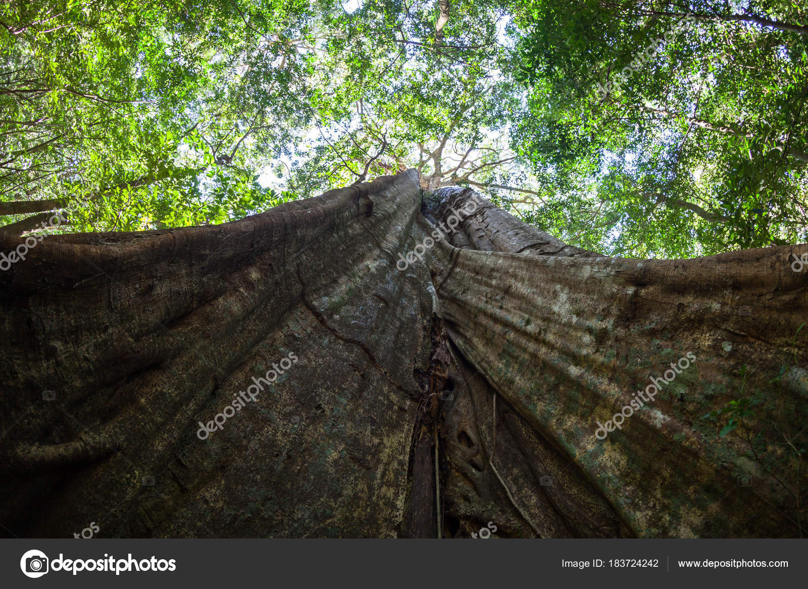 Large tree in Costa Rica Stock Photo by ©wollertz 183724242