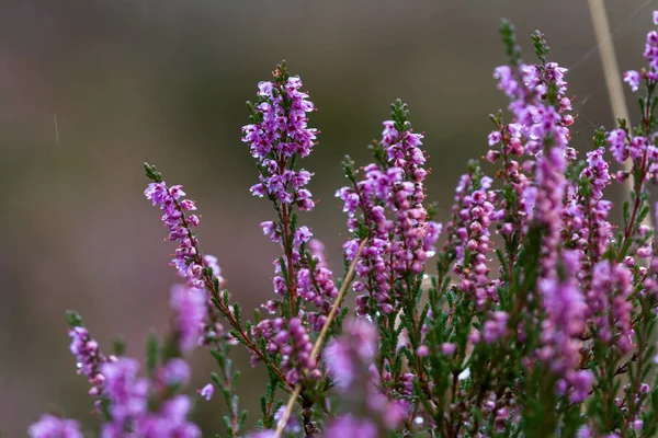 Scottish heather Pictures, Scottish heather Stock Photos & Images ...