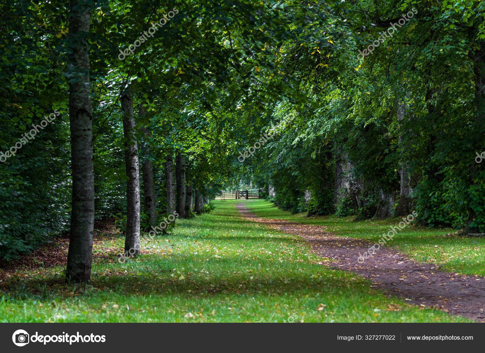 Path under the trees — Stock Photo © wollertz #327277022