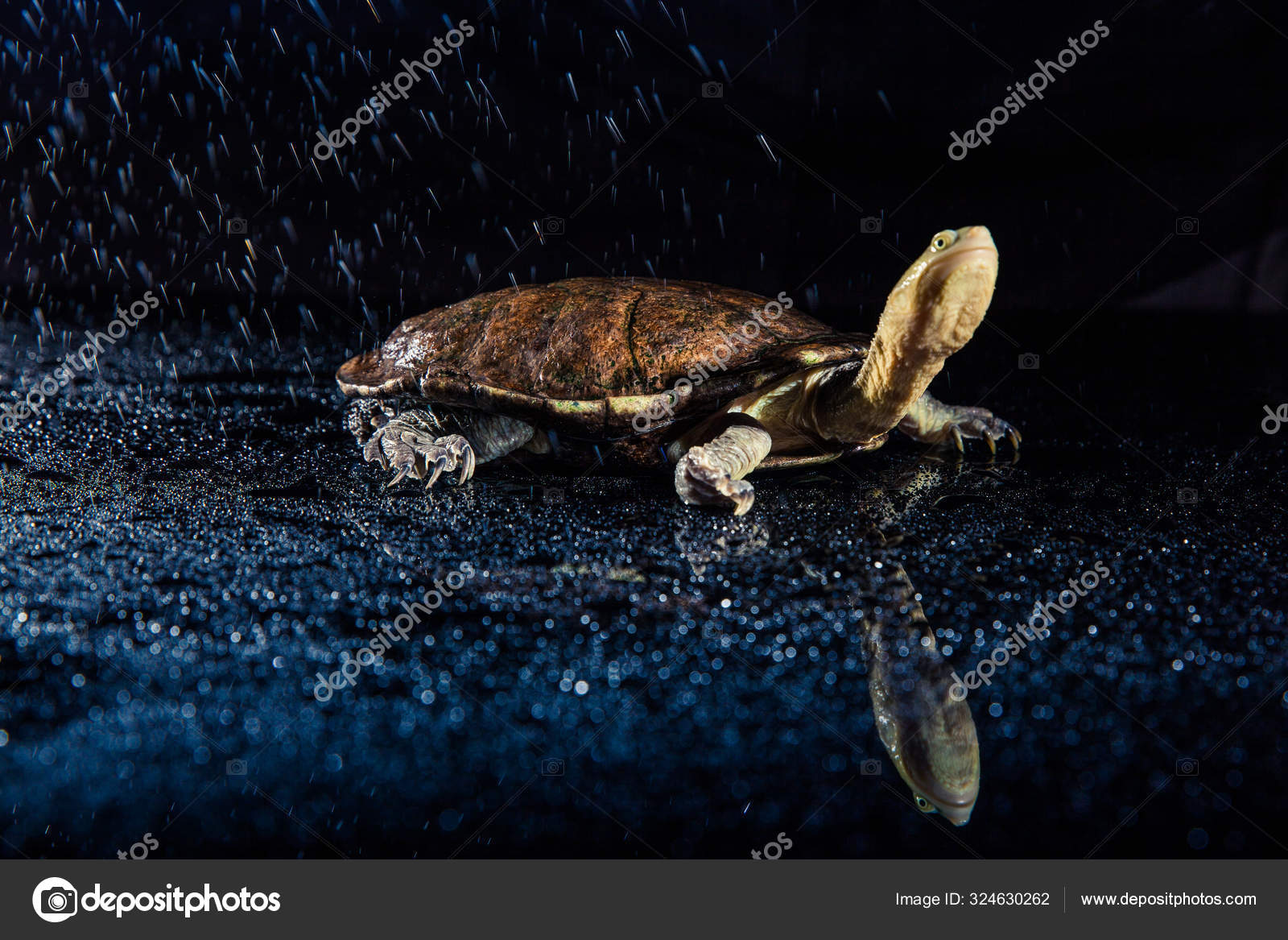 Australian eastern long-necked turtle in heavy rain on black mir ...