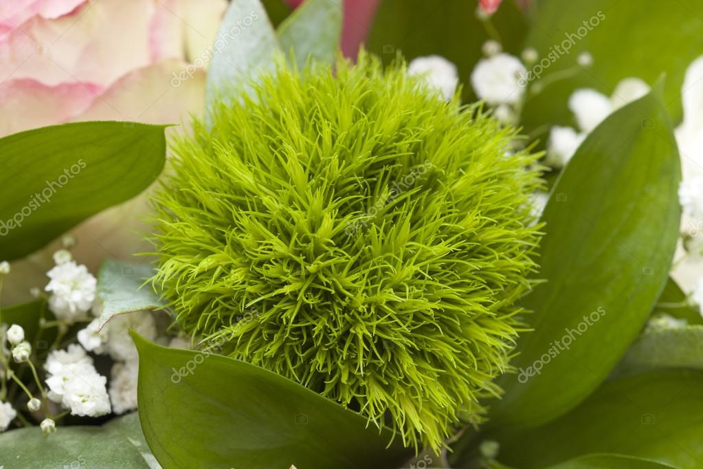 Fotos: clavel verde | verde, flor clavel — Foto de stock © Tamara_k ...