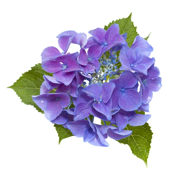 Blue hydrangea — Stock Photo © Miiisha #2732137