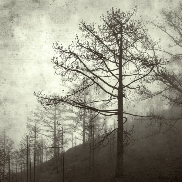 Disparition de la nature images libres de droit, photos de Disparition ...