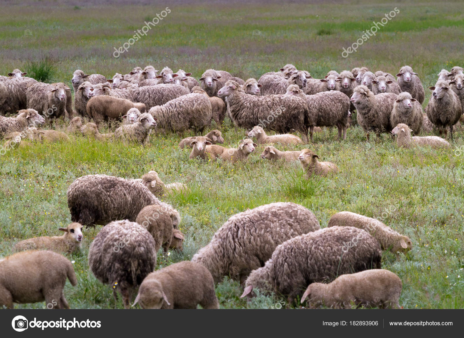 Sheep grazing on grass land — Stock Photo © fogen #182893906
