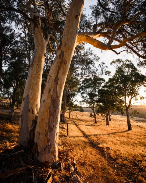 Gum tree Stock Photos, Royalty Free Gum tree Images | Depositphotos