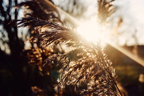 Setting sun shining through reed catkins - Stock Image - Everypixel