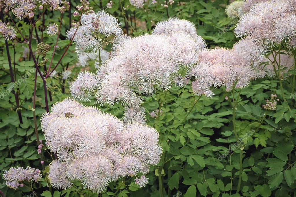Meadow-rue in garden — Stock Photo © fotokon #331621154