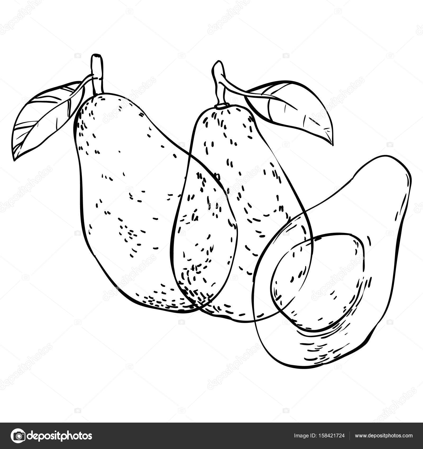 Jackfruit Drawing Outline