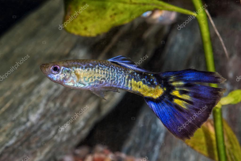 Peces oso vivo de color del género Poecilia 2023