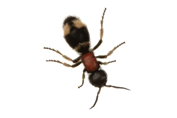 Mutillidae Stock Photos, Royalty Free Mutillidae Images | Depositphotos®