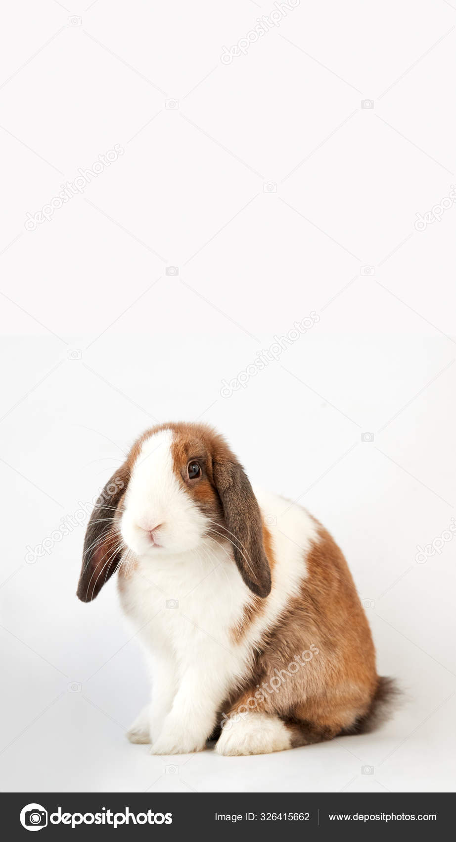 Black And White Lop Eared Rabbit