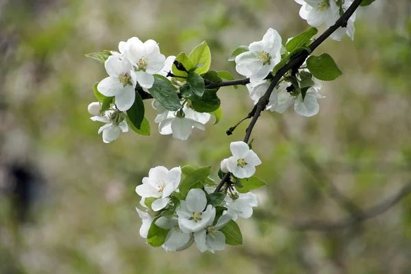 Sprig of apple tree with flowers in spring in May. Fruit tree. White ...