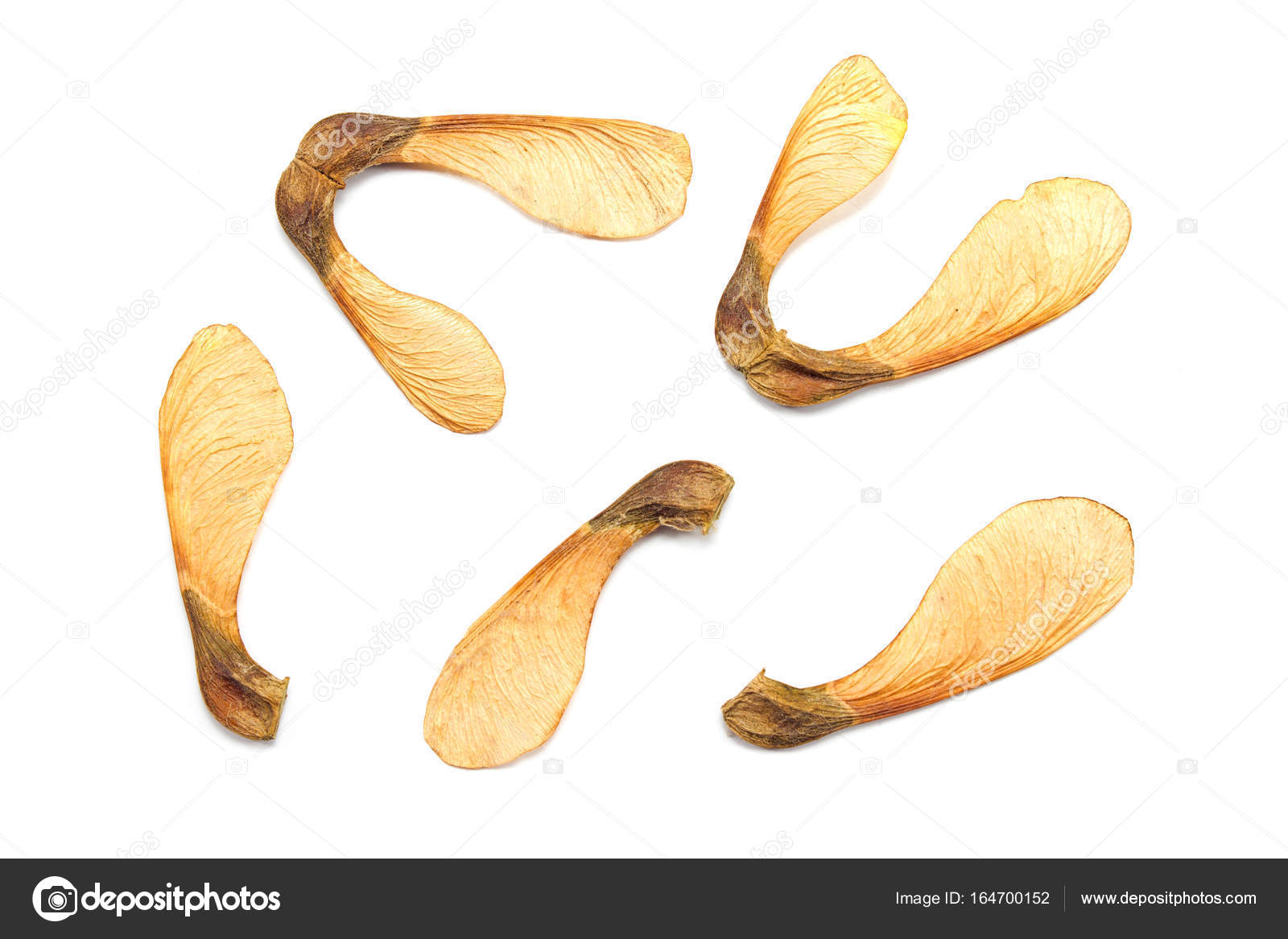 Maple tree seeds isolated on white — Stock Photo © gavran333 #164700152