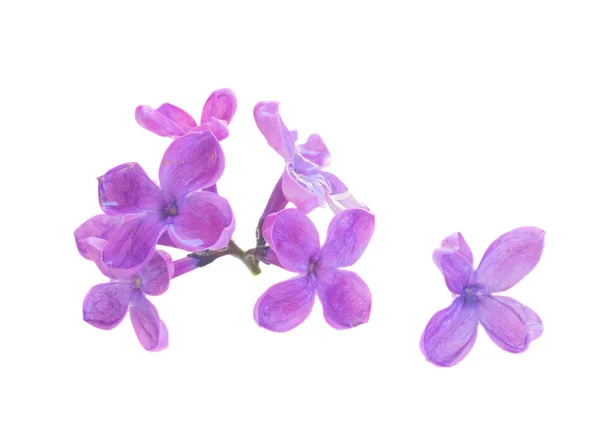 Single lilac flower on white ⬇ Stock Photo, Image by © Dr.PAS #6651393