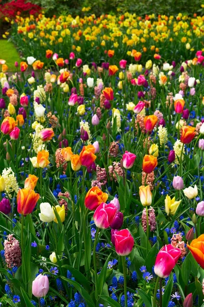 Colorful spring summer garden, flowers — Stock Photo © Photocreo #10668877