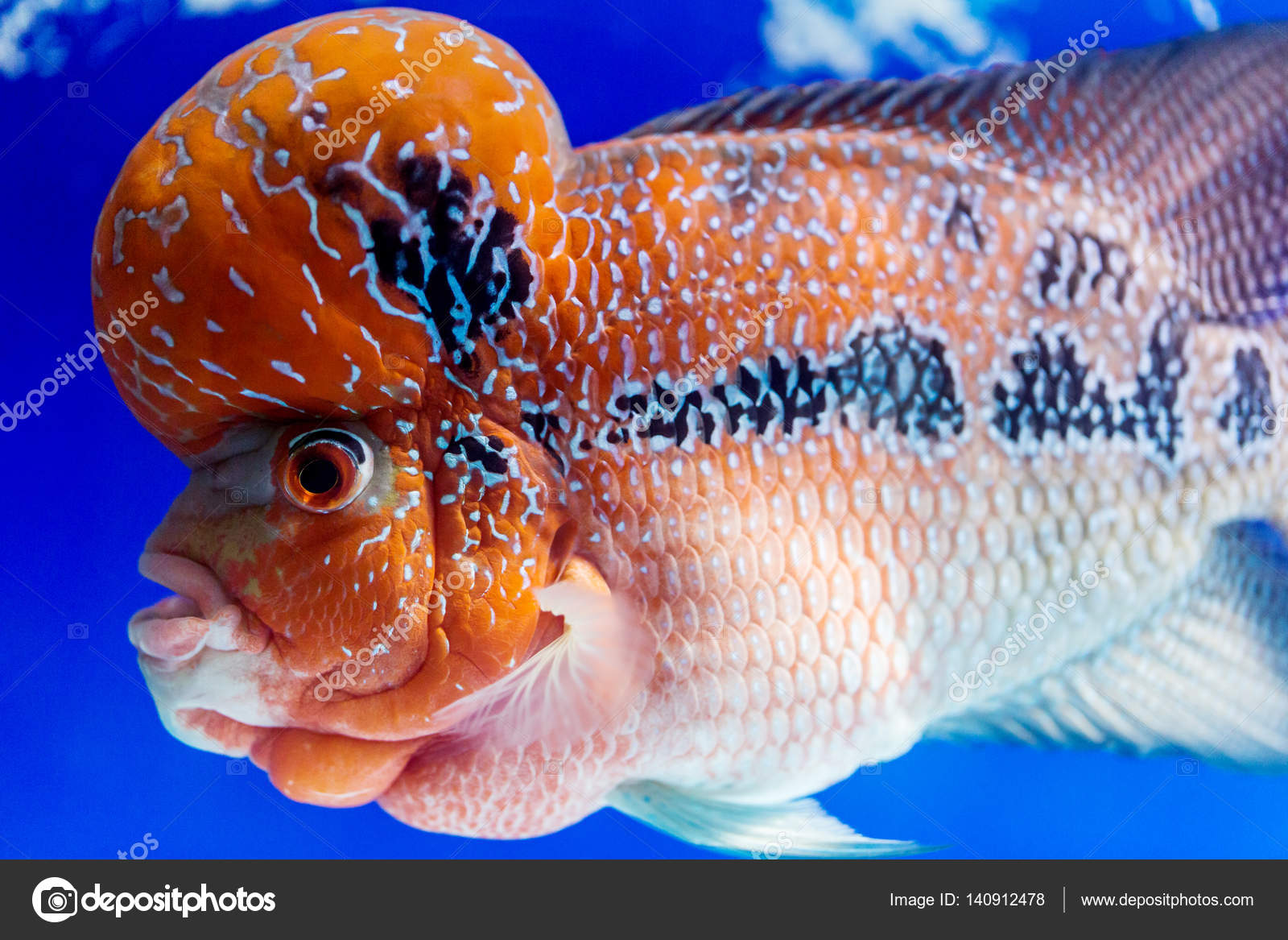 Rybki akwariowe duże zbliżenie Kwiat róg — Zdjęcie stockowe © sytnik ...