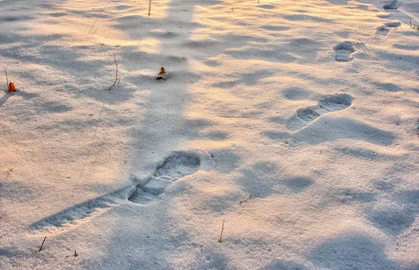 Footprints in snow Stock Photos, Royalty Free Footprints in snow Images ...