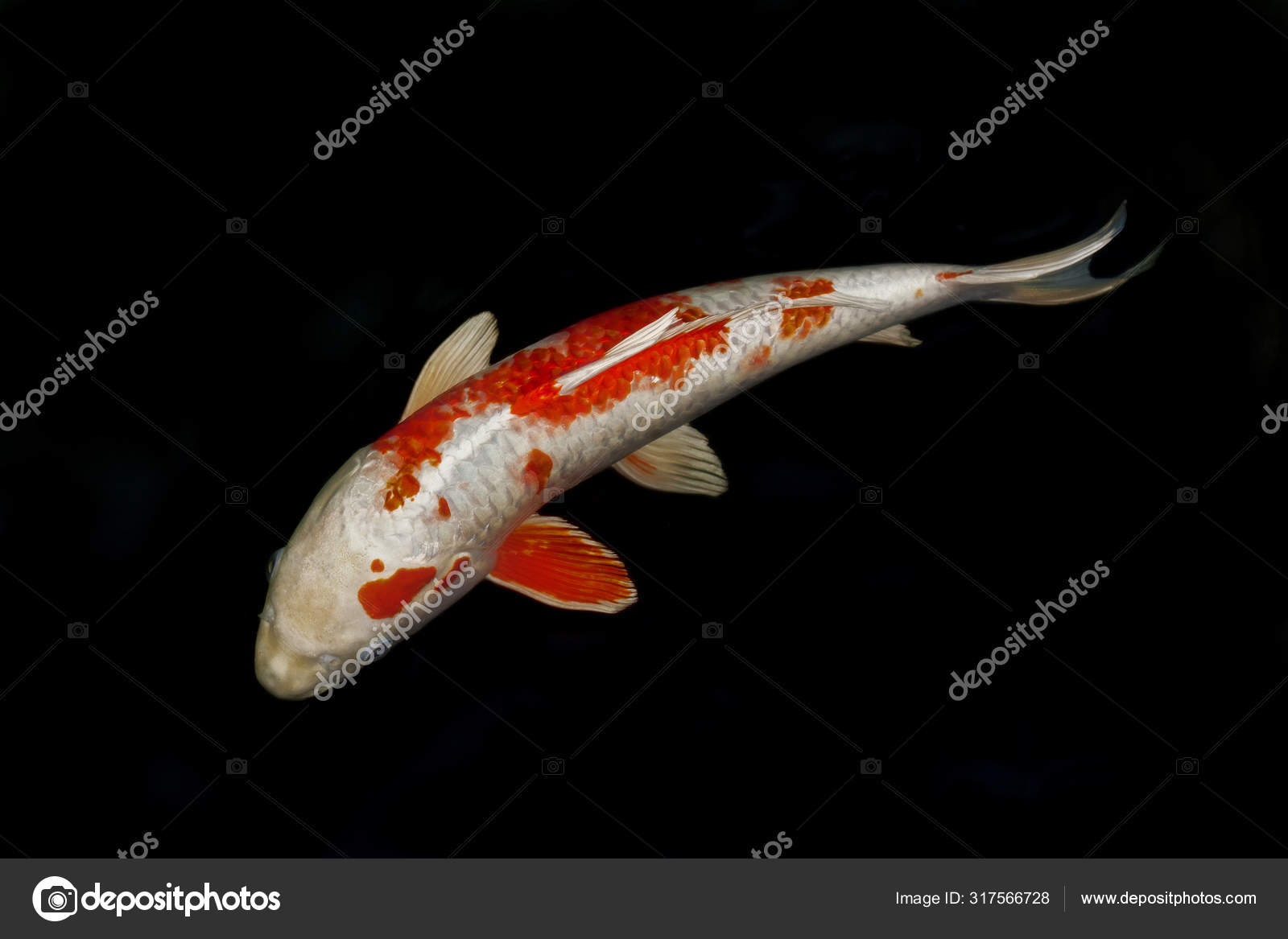 Red And White Koi Fish