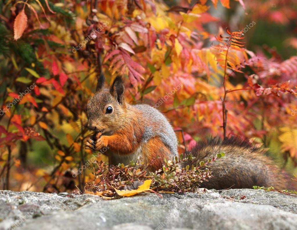 Mignon écureuil roux dans la forêt d’automne — Photographie anterovium ...