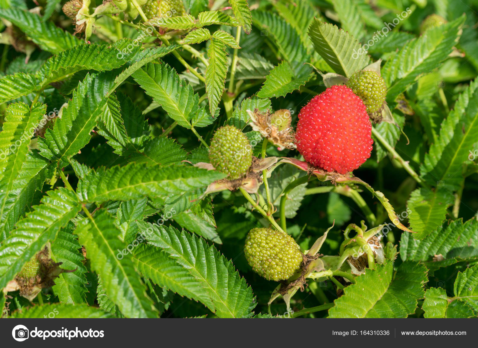 Ripe berry rosaline grows on a green bush — Stock Photo © marymistan ...