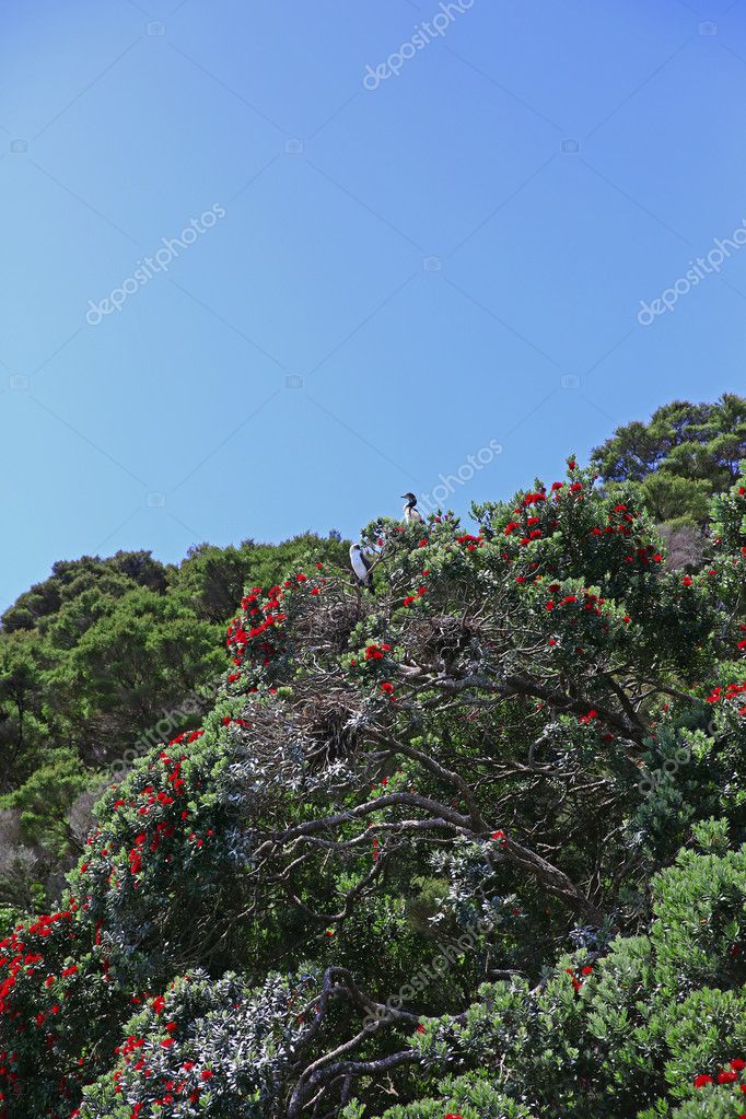 Pohutukawa trees on the shore of the Coromandel Peninsula, NZ. Stock ...
