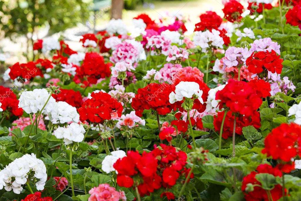 Red Geraniums Flower Bed