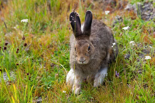 Mountain rabbit Stock Photos, Royalty Free Mountain rabbit Images ...