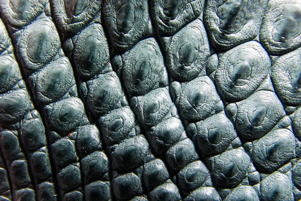 Freshwater Crocodile Belly Skin Texture Background Image Freshwater ...