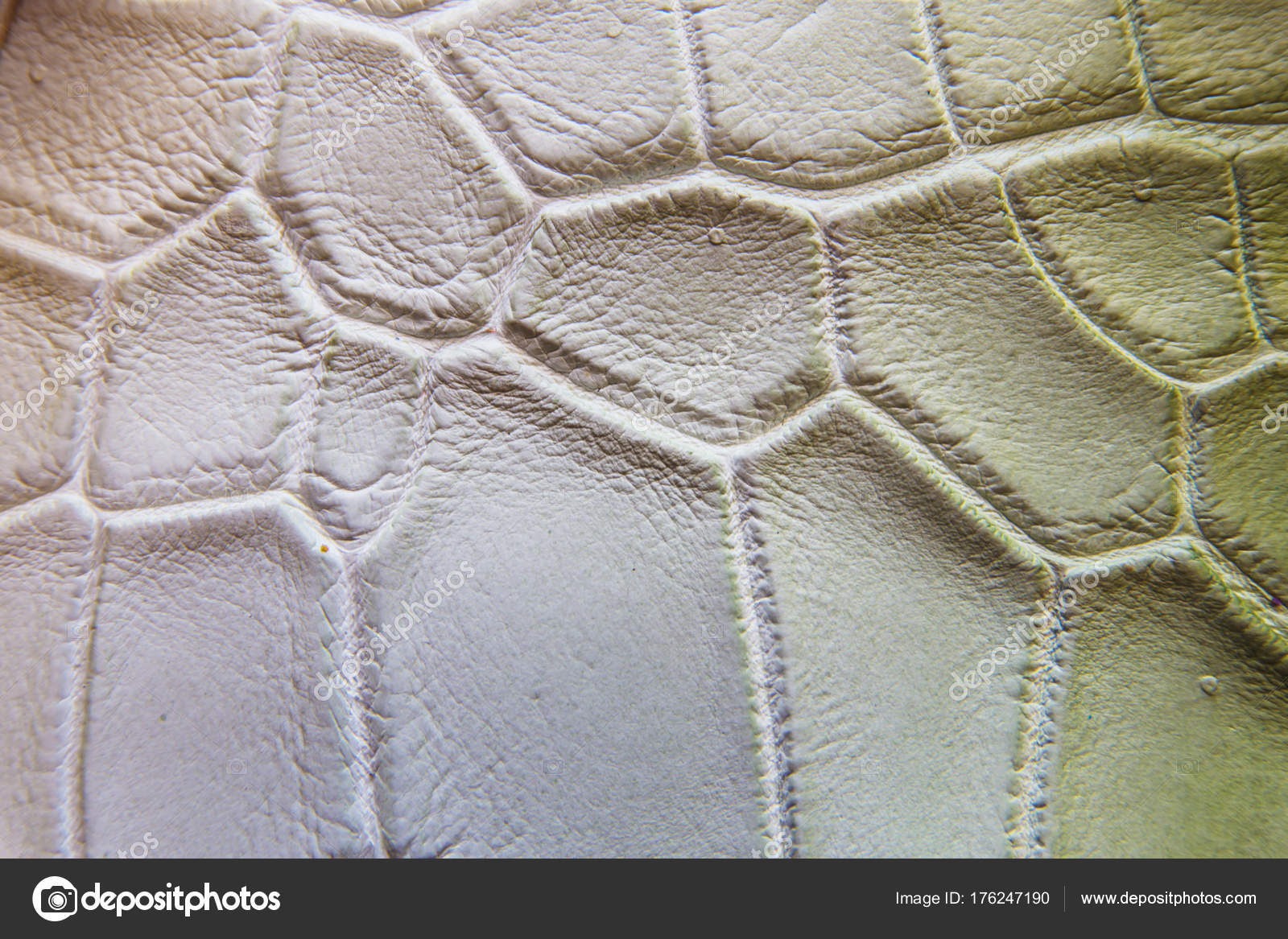 Freshwater Crocodile Belly Skin Texture Background Image Freshwater ...