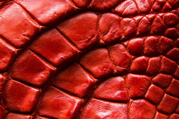 Freshwater crocodile belly skin texture background. Stock Photo by ...