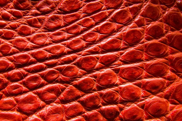Freshwater crocodile belly skin texture background. Stock Photo by ...